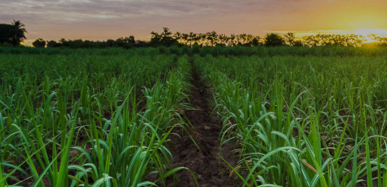 SULFIN - SummitAgro USA